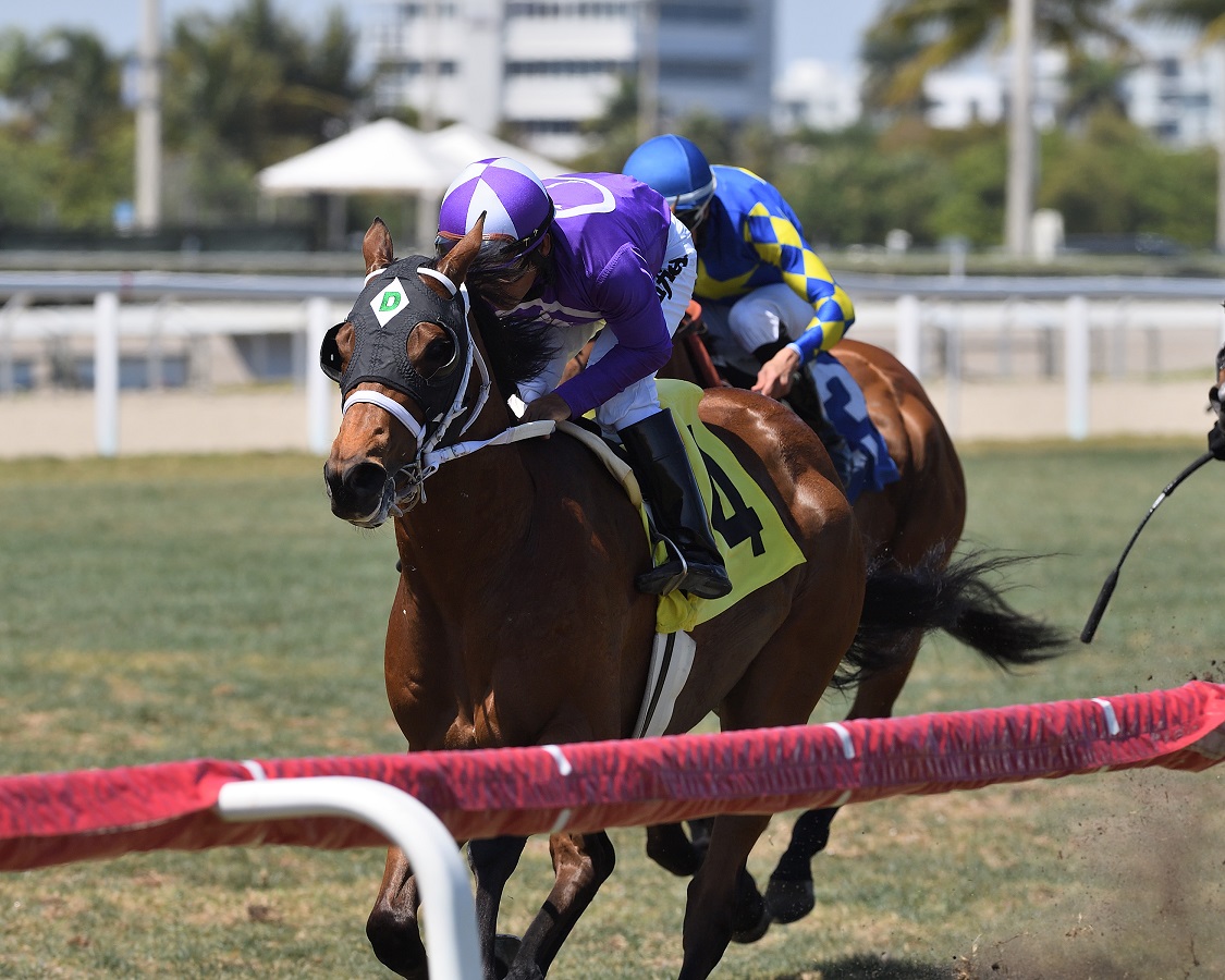 Crispy Cat y Sassy Nature ganaron las selectivas de Gulfstream Park ...