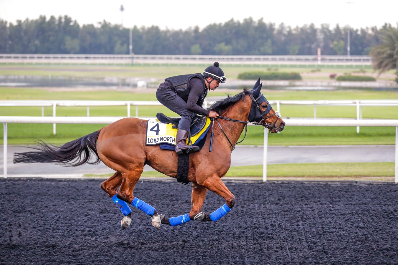 Lord North intentará el triplete en la Dubai Turf G1 | DRF en Español