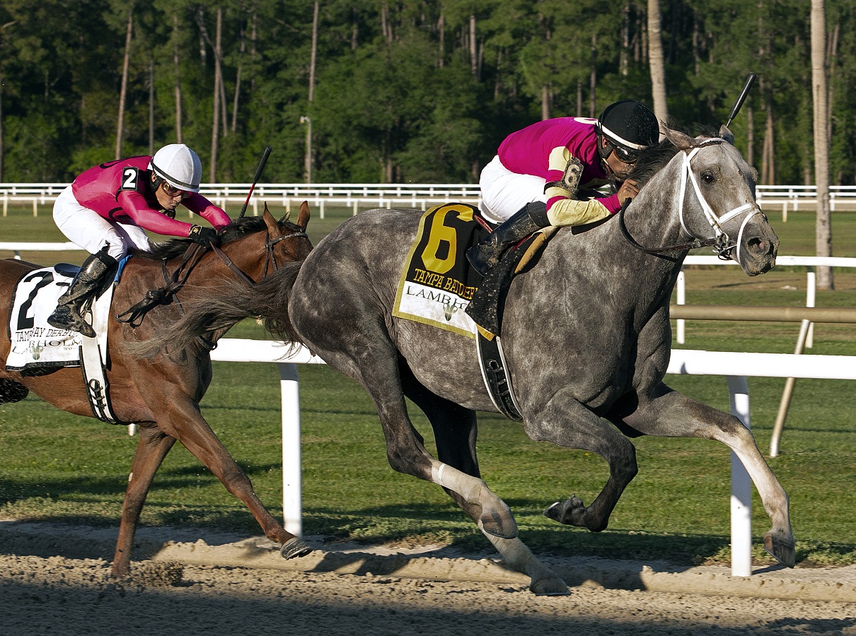 Inolvidable victoria de Tapit Trice en el Tampa Bay Derby G3 | DRF en ...