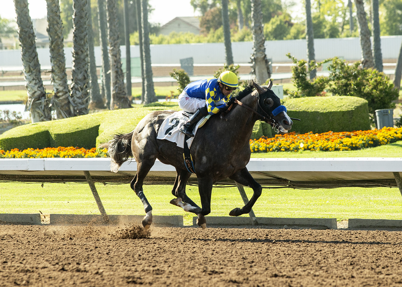 Reincarnate extendió la racha de Baffert en el Derby de Los Alamitos ...