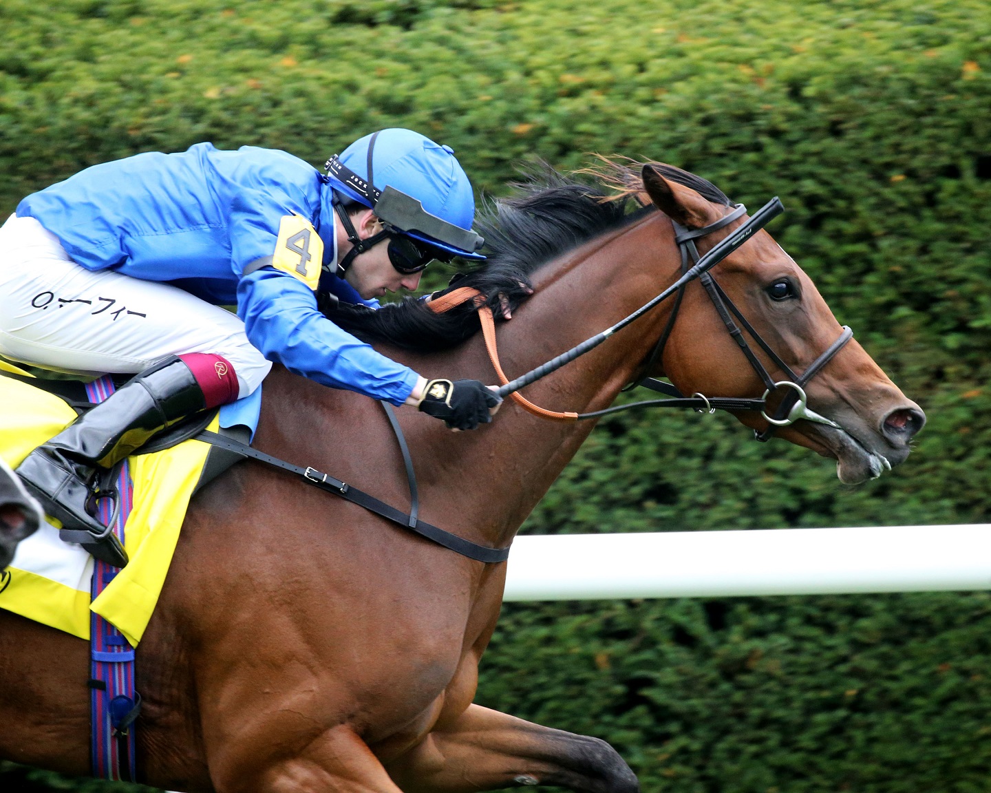 2023: Otro año de éxitos para Godolphin en Norteamérica | DRF en Español