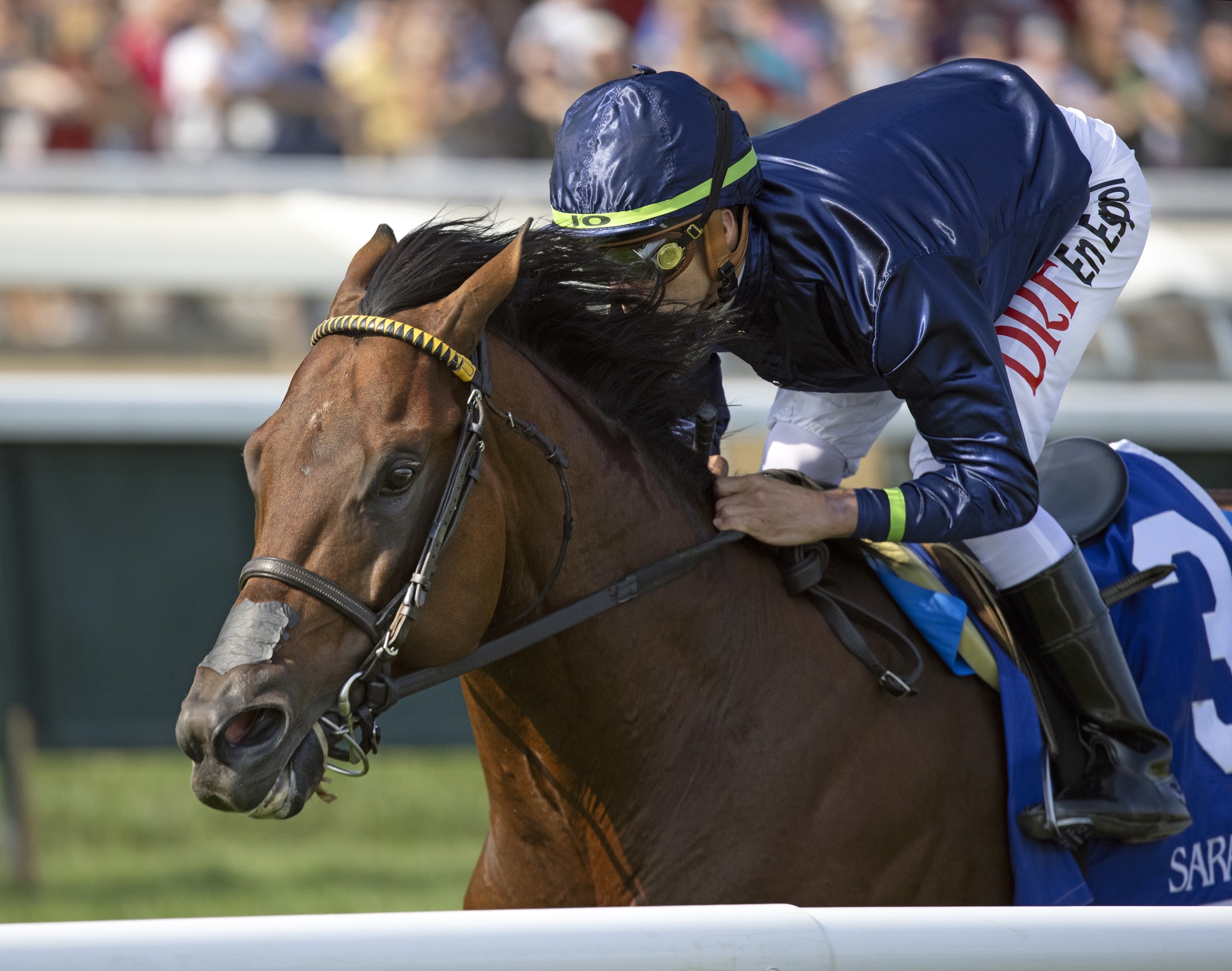 Los sementales más activos de 2023 en Norteamérica | DRF en Español