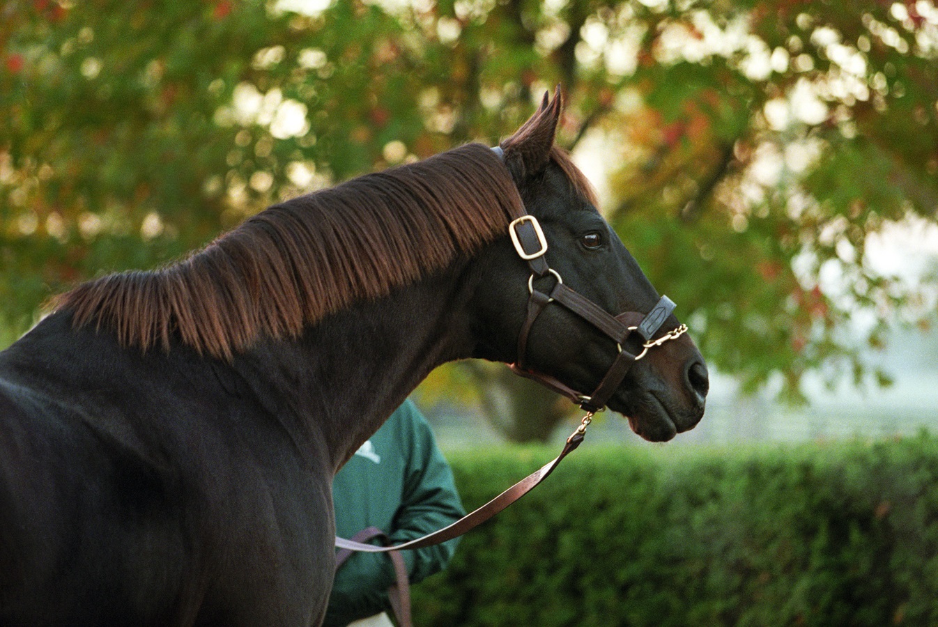 Seattle Slew, un campeón en la pista y en la cría | DRF en Español