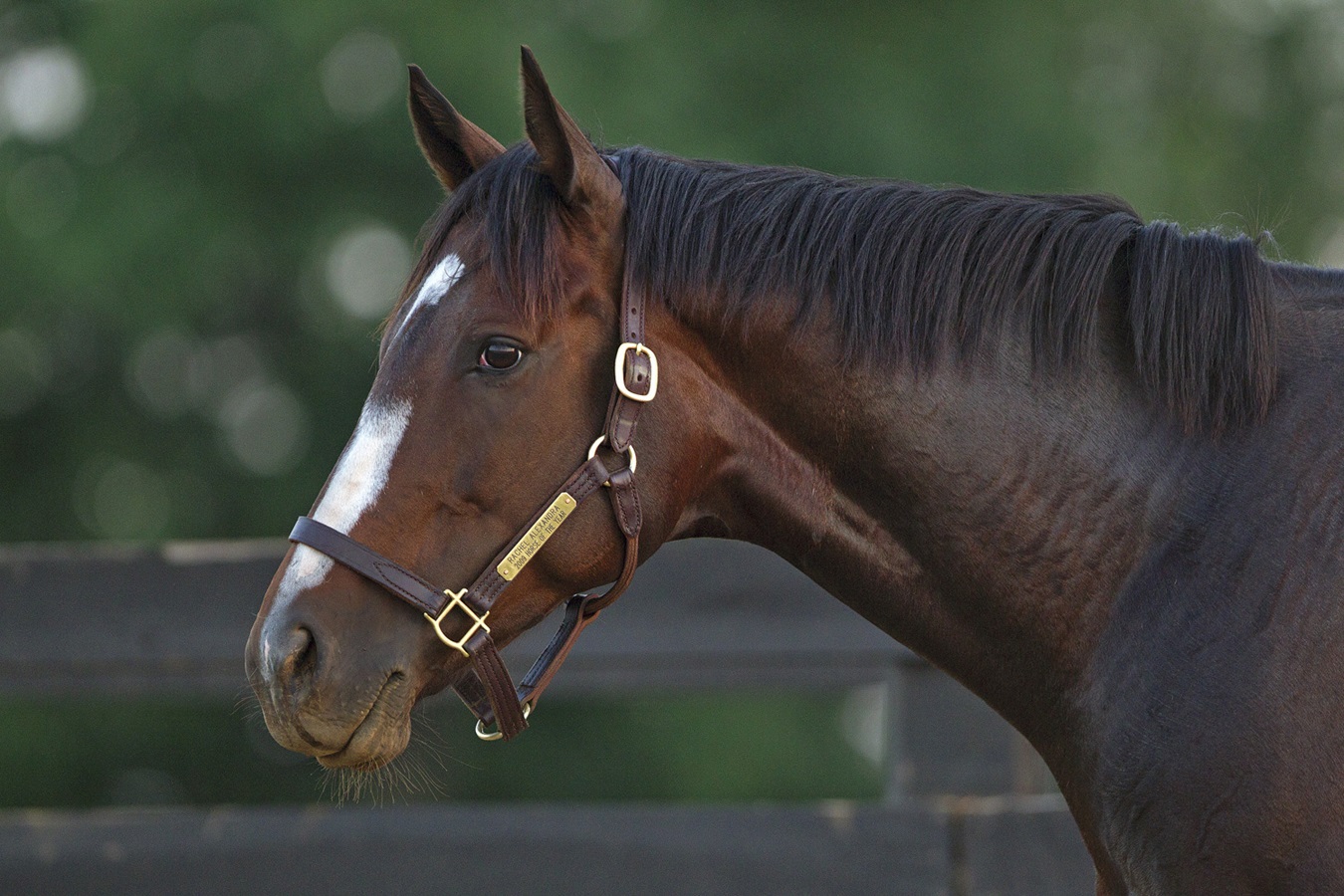 Stonestreet Farm: cuna de campeones y un criadero histórico | DRF en ...
