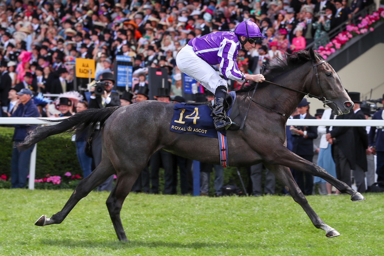Lo mejor de Royal Ascot: victorias y estadísticas | DRF en Español