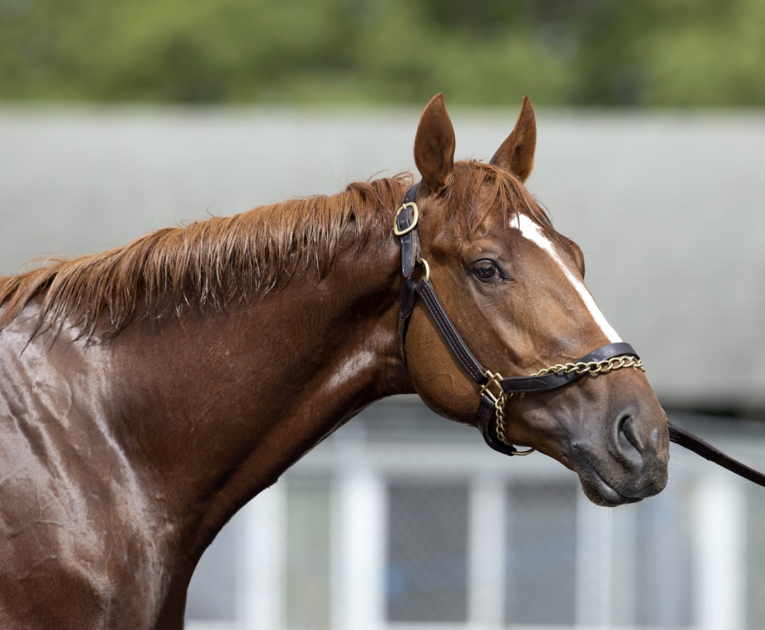 Rich Strike Stud Fee