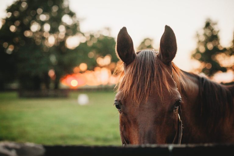 Bonne Chance Farm dice presente en los Juegos Olímpicos de París | DRF ...