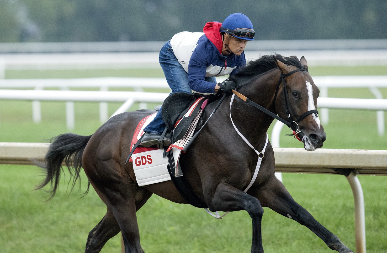 Siete potros afrontan el reto en el Holy Bull Stakes G3 | DRF en Español