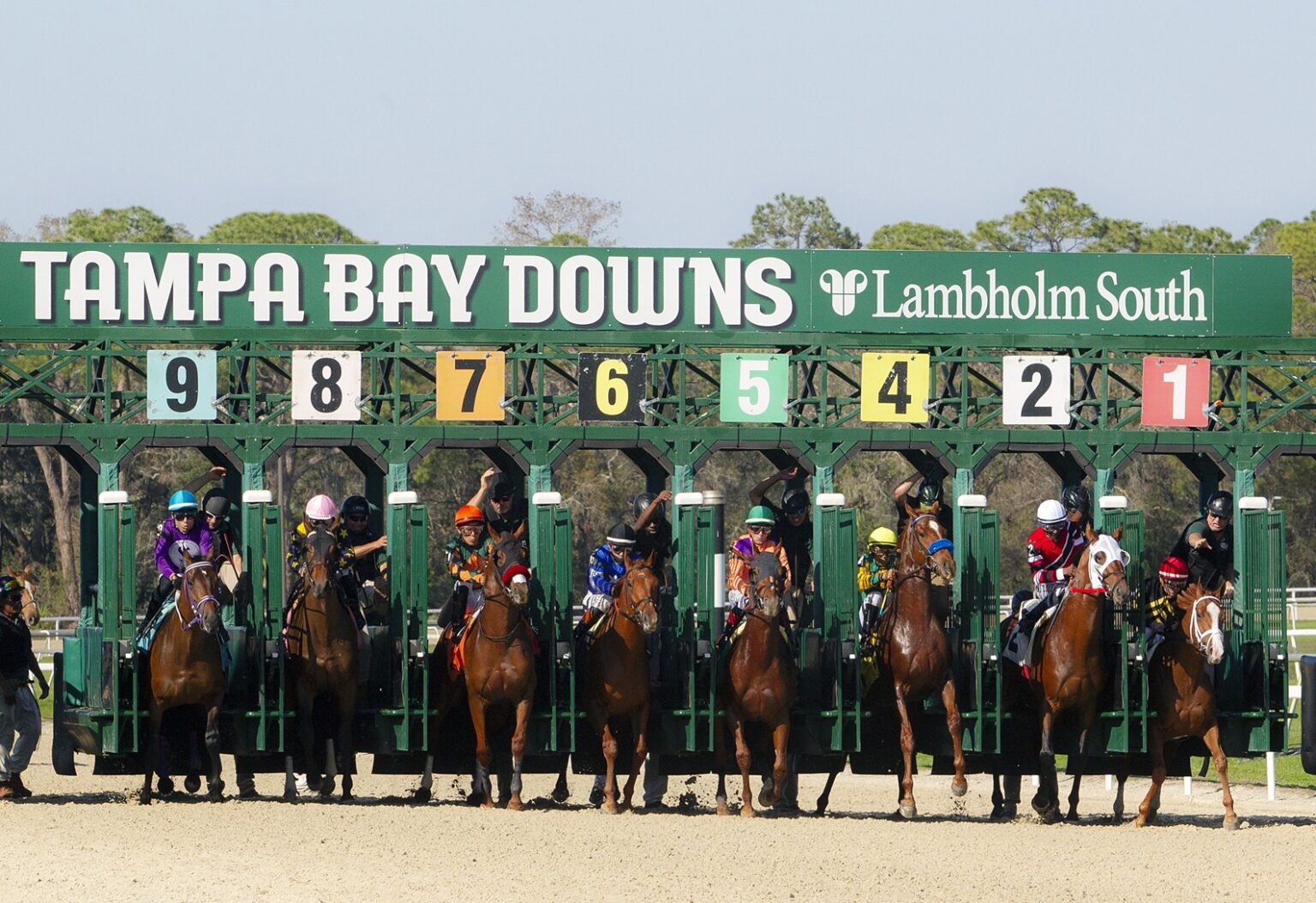DRF en Español transmitirá este sábado el Tampa Bay Derby G3 | DRF en ...
