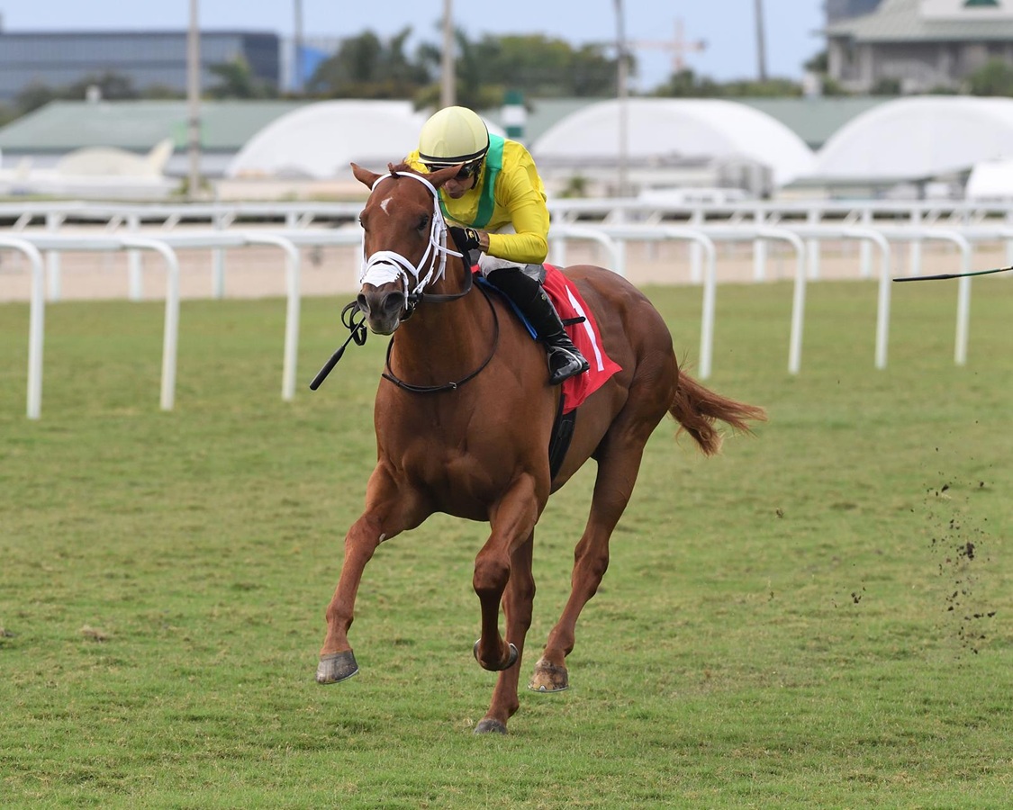 Sandal's Song lució enorme en el Royal Palm Juvenile Stakes | DRF en ...