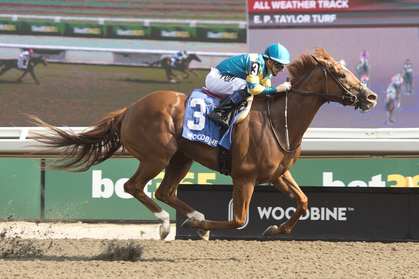 Creed's Gold le dió a Mark Casse su quinto Hendrie Stakes G3 | DRF en ...