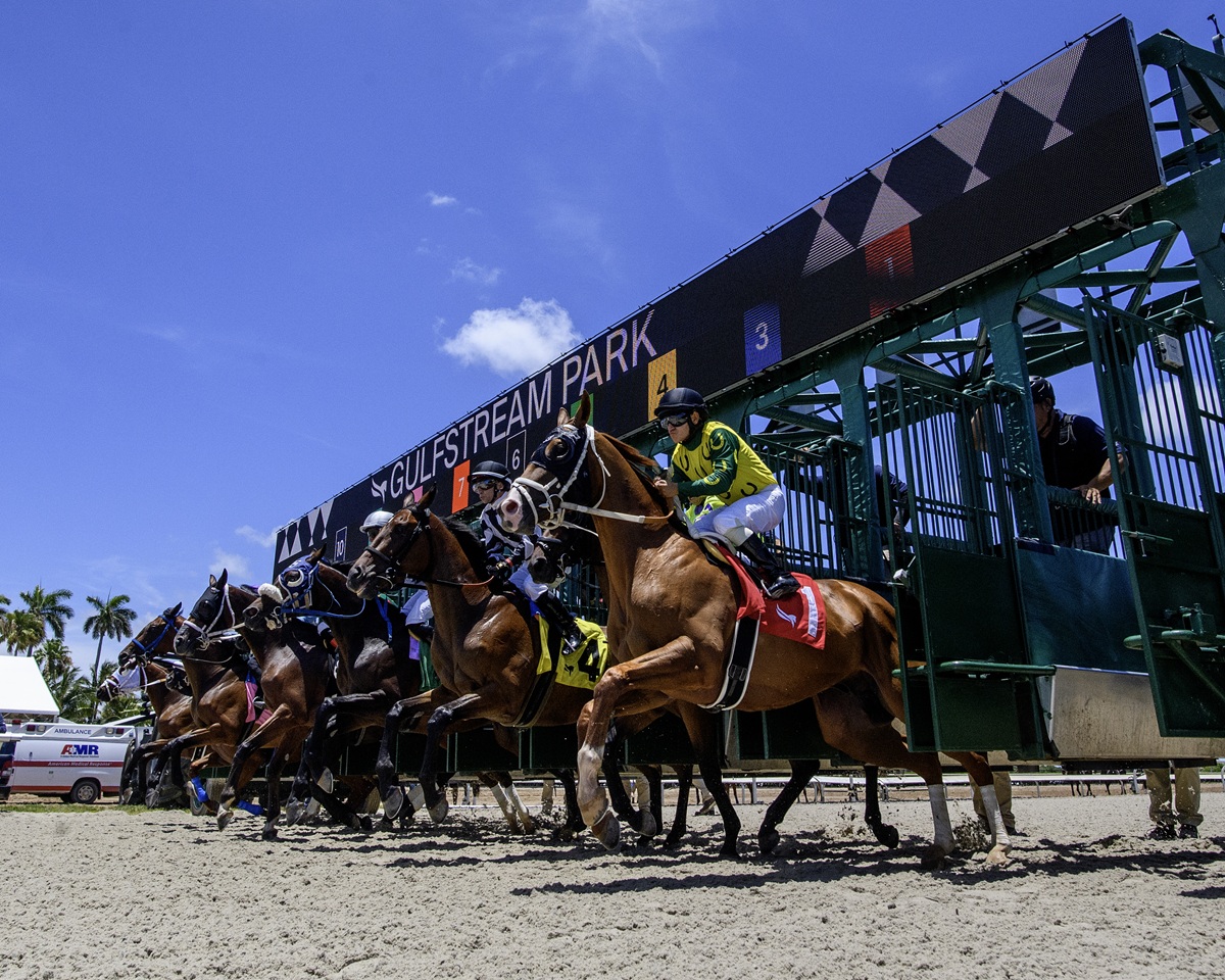 Todo un éxito la pantalla digital del starting gate de Gulfstream Park | DRF en Español