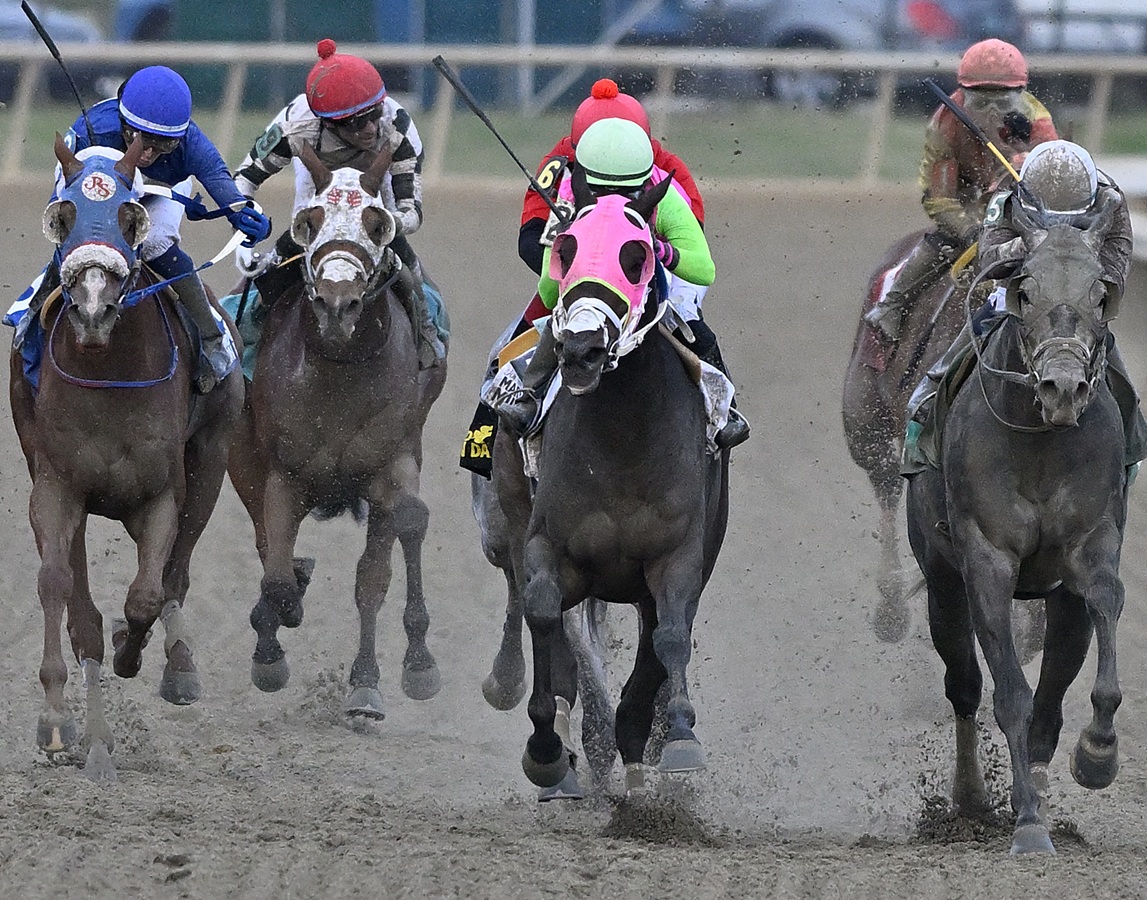 Barbadian Runner fue un bárbaro en el Maryland Million Classic | DRF en ...