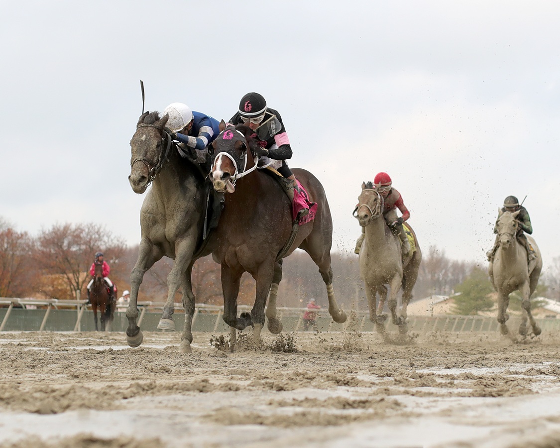 Vencedores en Stakes del Festival Víspera Acción de Gracias en Parx ...