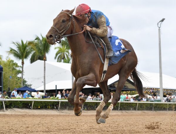 Alvarado, David, Gaffalione y Ortiz Jr. se lucieron en Gulfstream Park ...