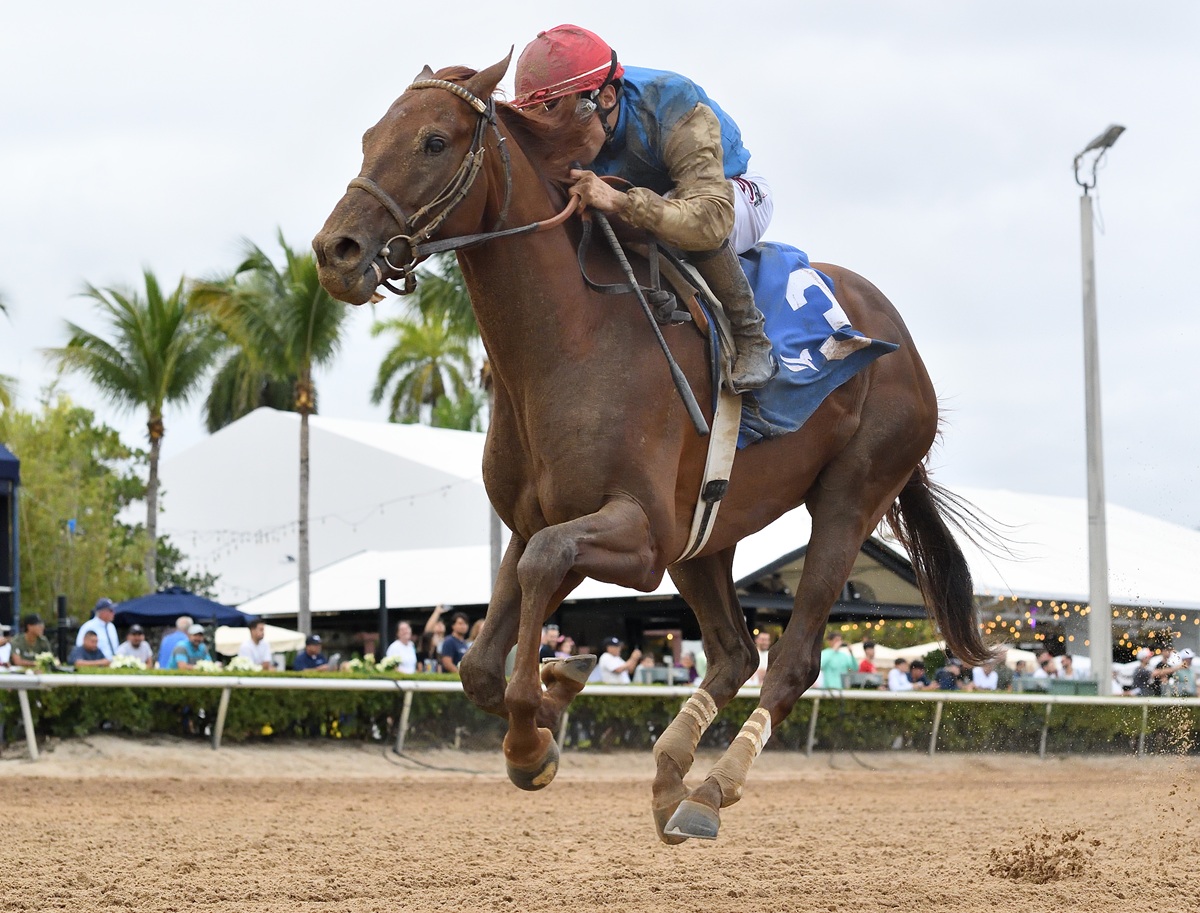Alvarado, David, Gaffalione y Ortiz Jr. se lucieron en Gulfstream Park ...